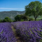 Lavande Guided Tour And Live Distillation - Why This Tour Works Well