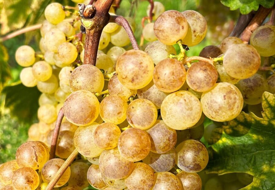 Lavaux: Vineyard Experience - Assessing the Value