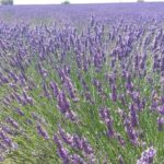 Lavender Beauty Small Group Half Day Tour from Avignon - Who Would This Tour Suit?