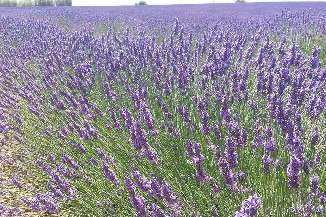Lavender Beauty Small Group Half Day Tour from Avignon - Who Would This Tour Suit?