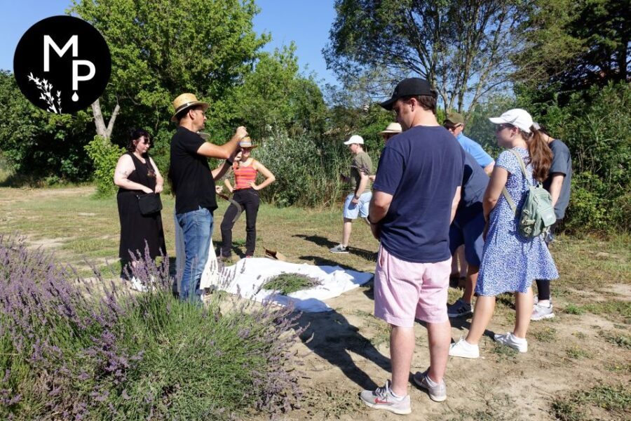 Lavender Field & Distillery Tour between Nimes & Arles - Authenticity & Reviews