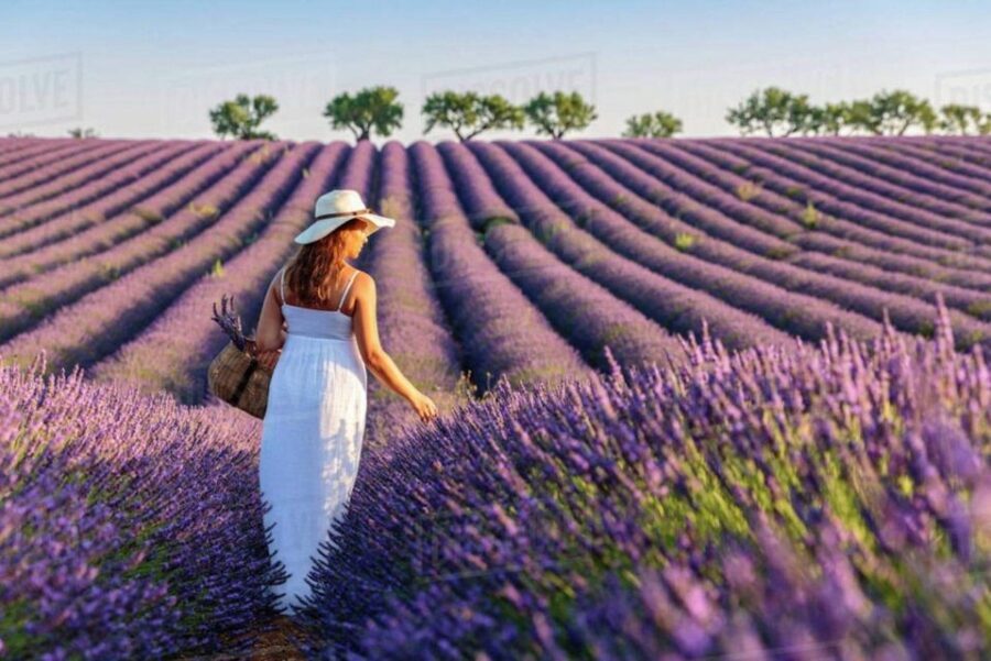 Lavender Fields Tour - Who Is This Tour Best For?