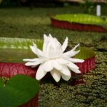 Leiden: Hortus Botanicus Entry Ticket - What Makes It Special?
