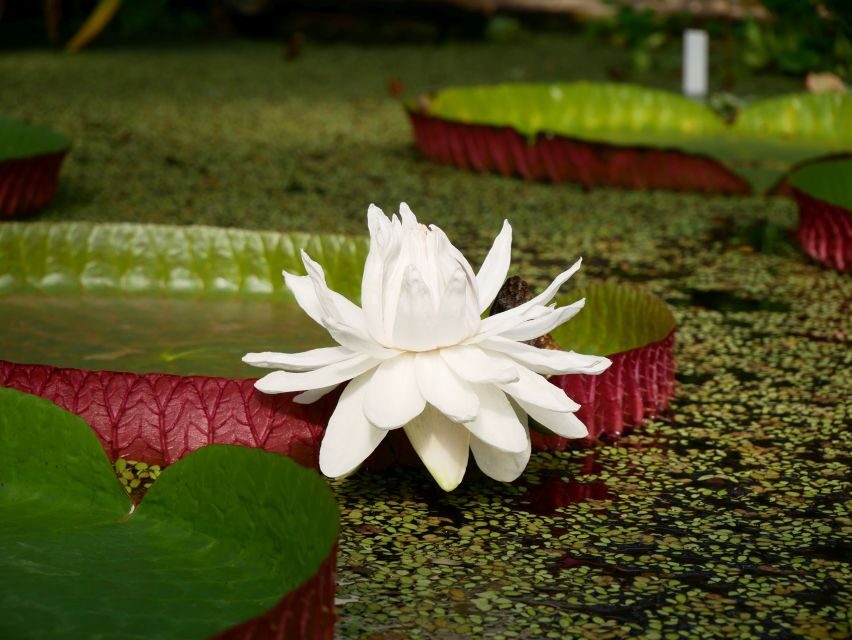 Leiden: Hortus Botanicus Entry Ticket - What Makes It Special?