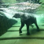 Leipzig Zoo: Entry Ticket - A Tour of the Six Themed Worlds