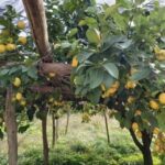 Lemon Experience with Limoncello demonstration - The Sum Up: Is It Worth It?