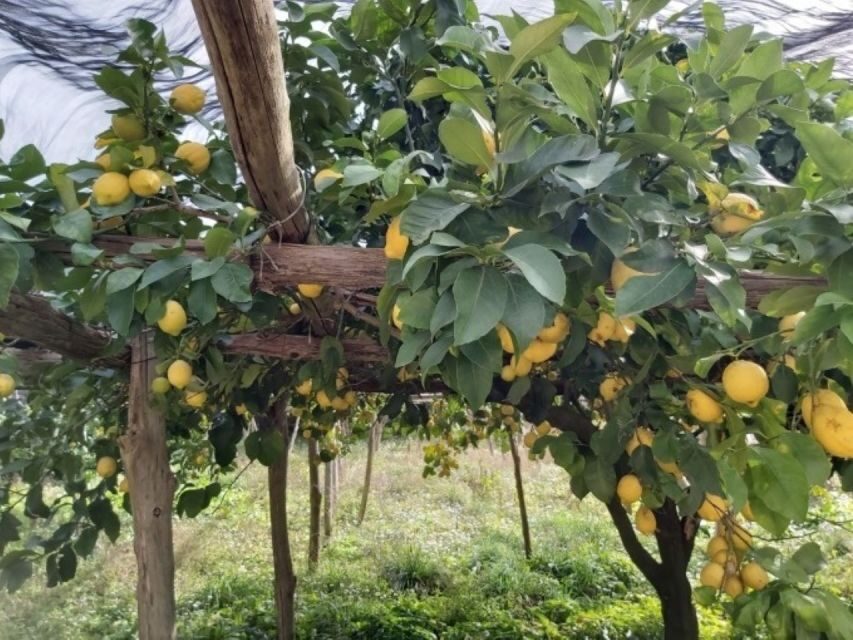 Lemon Experience with Limoncello demonstration - The Sum Up: Is It Worth It?