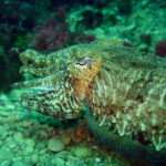 L'Escala: Introductory diving in the Montgri Nature Reserve - Detailed Itinerary