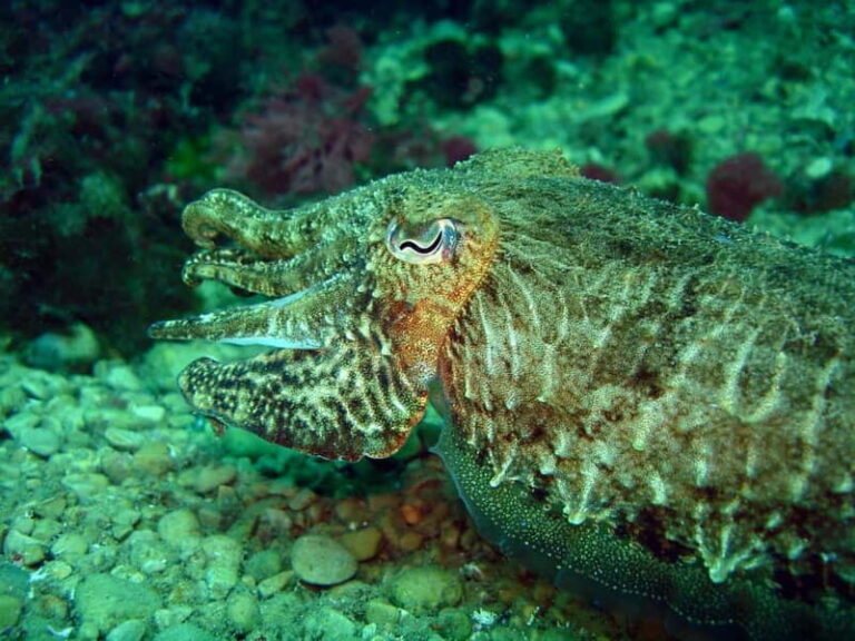 L'Escala: Introductory diving in the Montgri Nature Reserve - Detailed Itinerary