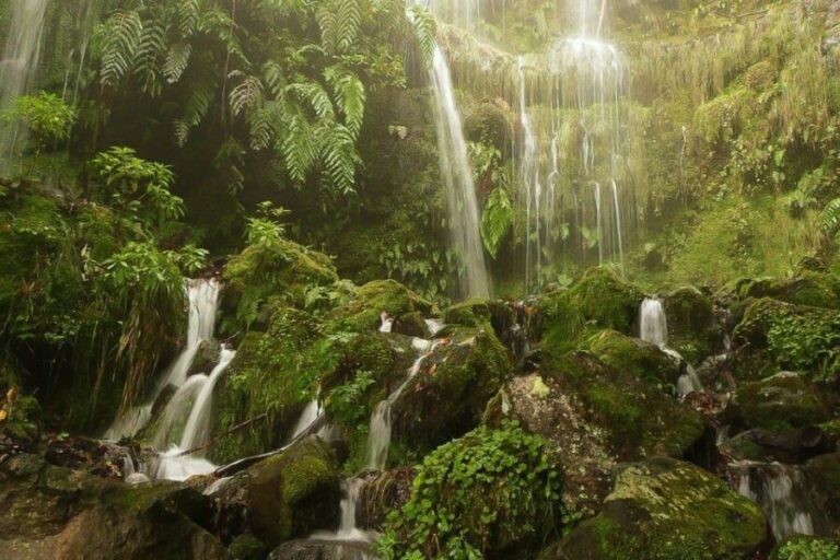 Levada Walk and Caldeirao Verde Waterfalls: Madeira - Overview of the Tour