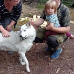 Levi: 2 KM Husky Summer Sledding with wheels - Introduction to the Husky Summer Sledding Tour