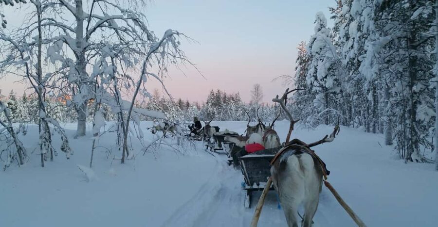 Levi: 3km Reindeer Sleigh Ride in the forest at night - The Itinerary in Detail