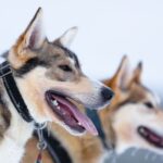Levi: 7 km Self-Drive Husky Sledding Adventure - What to Expect from This Husky Sledding Tour
