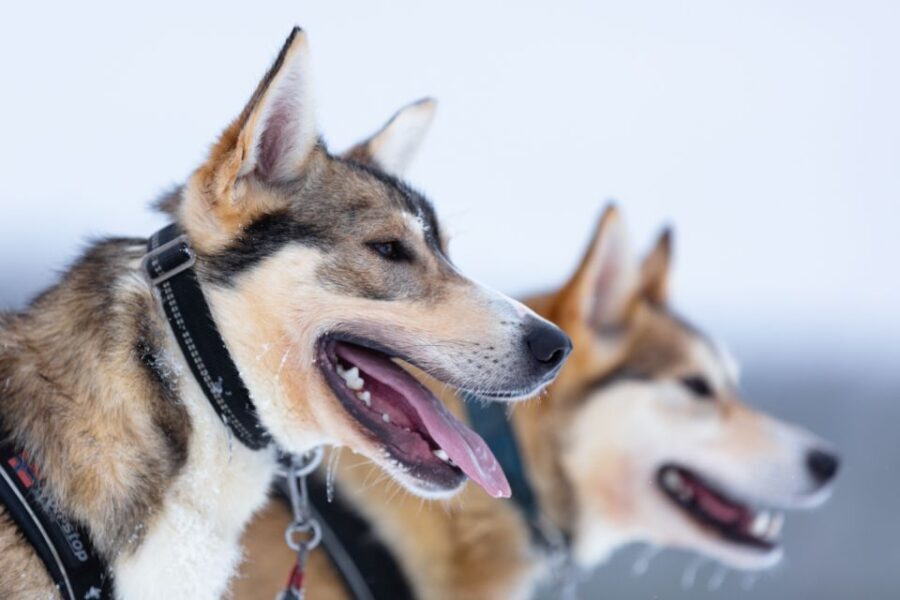 Levi: 7 km Self-Drive Husky Sledding Adventure - What to Expect from This Husky Sledding Tour