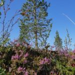 Levi: Berry Picking - Superfoods from Nature - Practical Details and Value