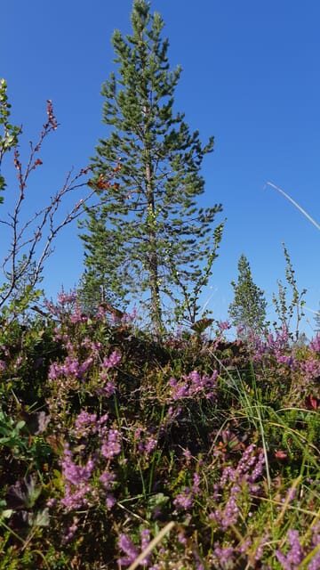 Levi: Berry Picking - Superfoods from Nature - Practical Details and Value
