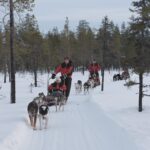 Levi: Follow the Elves  One day husky safari - The Experience from Review to Reality
