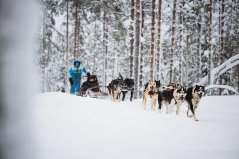 Levi: Husky and Reindeer Farm Visit with Snowmobiling - Who Will Love This Tour?