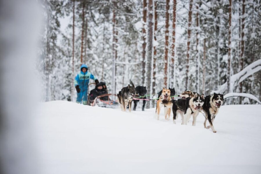 Levi: Husky and Reindeer Farm Visit with Snowmobiling - Who Will Love This Tour?