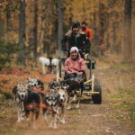 Levi: Husky cart tour- Midnight Sun & Autumn Northern Lights - Final Thoughts: Is This Tour for You?