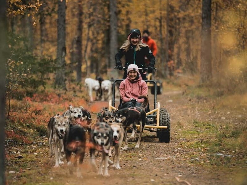 Levi: Husky cart tour- Midnight Sun & Autumn Northern Lights - Final Thoughts: Is This Tour for You?