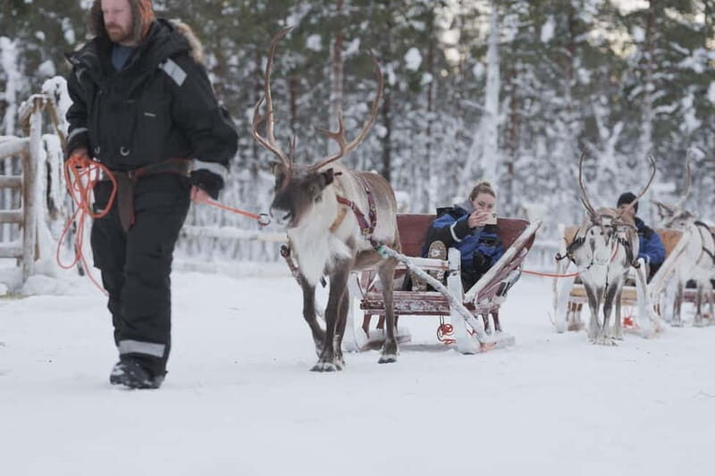 Levi: Lappish Reindeer Sled Ride 3 km - The Journey: 3 km Reindeer Sled Ride Through a Winter Wonderland