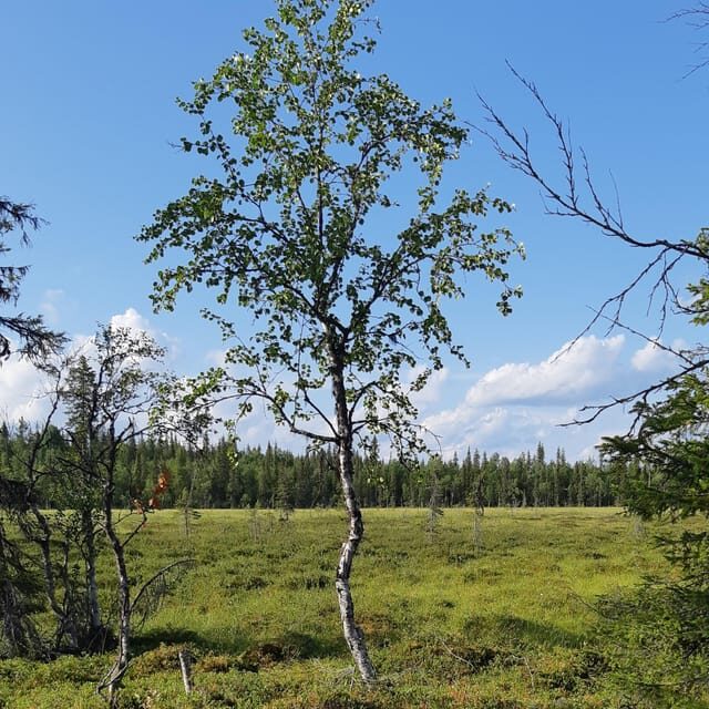 Levi: Nature Walk with Birds, Animals, and Plants - What to Expect: The Experience on the Ground