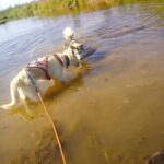 Levi: Nature Walk with Huskies - The Forest Walk and Husky Partnership