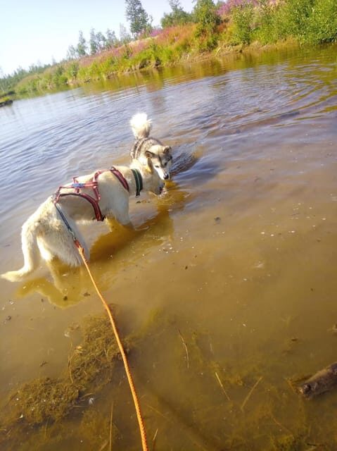 Levi: Nature Walk with Huskies - The Forest Walk and Husky Partnership