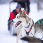 Levi Polar Lights Tours: Arctic Circle Guided Husky Tour - The Route and the Experience