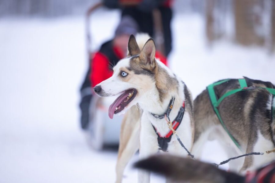 Levi Polar Lights Tours: Arctic Circle Guided Husky Tour - The Route and the Experience