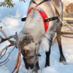 Levi: Reindeer Sleigh Ride Tour in Snowy Forest - Final Thoughts