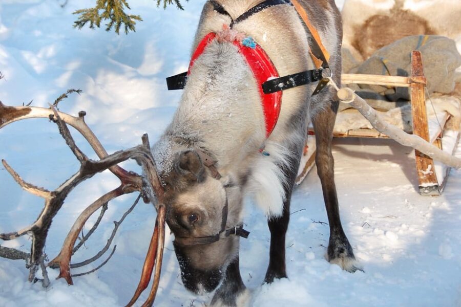 Levi: Reindeer Sleigh Ride Tour in Snowy Forest - Final Thoughts