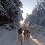 Levi: Self-Drive 2 KM Husky Sledding Experience - What’s Included and What’s Not