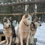 Levi: Self-Drive 5 KM Husky Sledding Experience - The Itinerary: Step-by-Step