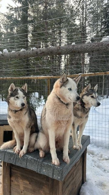 Levi: Self-Drive 5 KM Husky Sledding Experience - The Itinerary: Step-by-Step