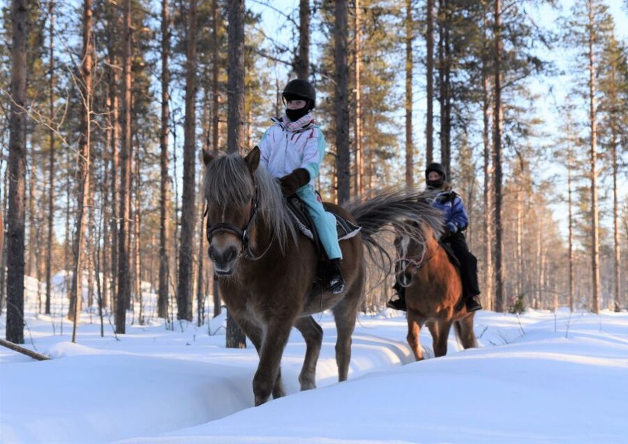 Levi: Snowy Forest Ride and Polar Lights Tours - An In-Depth Look at the Experience