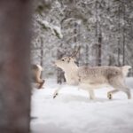 Levi: Traditional Reindeer Husbandry Experience - Meeting the Reindeer Herders and Learning About Husbandry