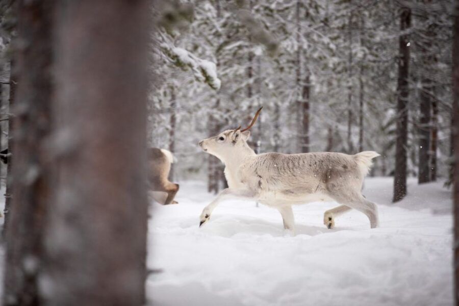 Levi: Traditional Reindeer Husbandry Experience - Meeting the Reindeer Herders and Learning About Husbandry