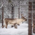 Levi: Winter Highlights Family Day - Pricing and Value: Are You Getting Your Money’s Worth?