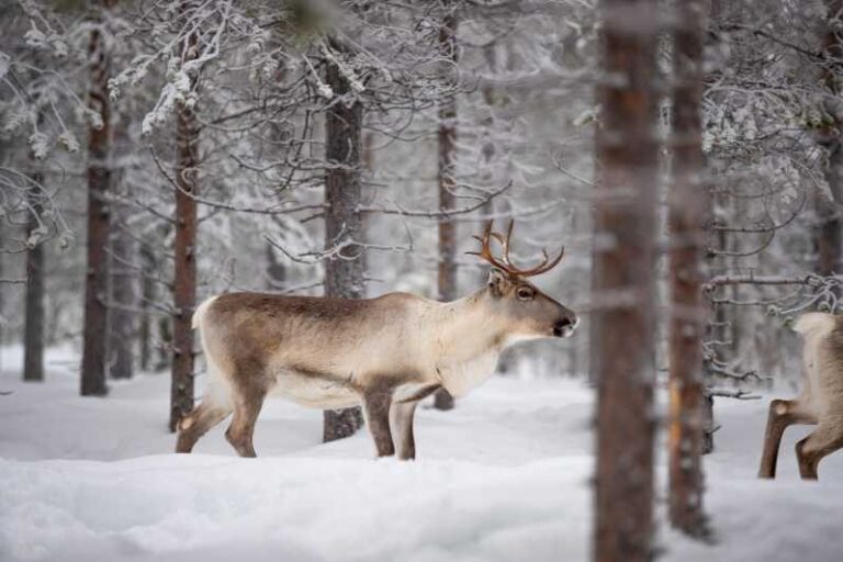 Levi: Winter Highlights Family Day - Pricing and Value: Are You Getting Your Money’s Worth?