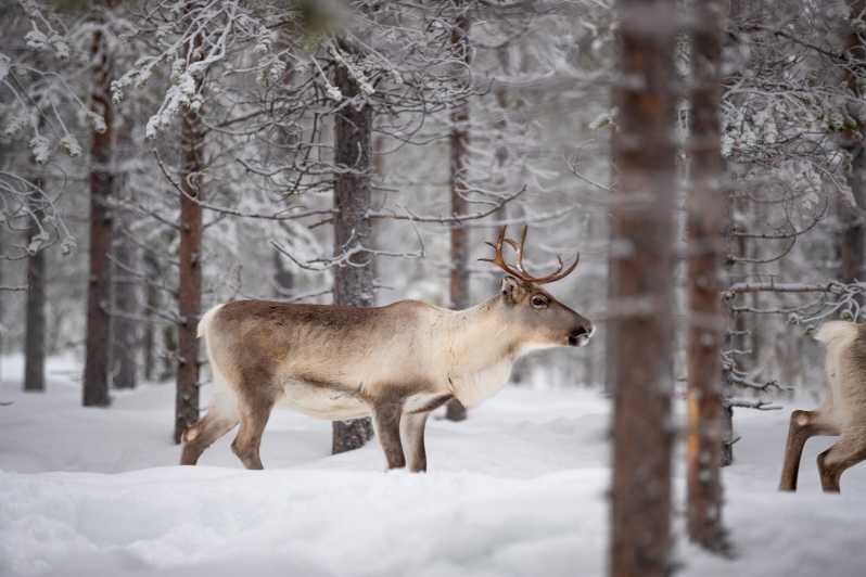 Levi: Winter Highlights Family Day - Pricing and Value: Are You Getting Your Money’s Worth?