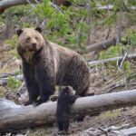 LiBEARty Brown Bear Sanctuary and The Real Dracula Tour - Whats Included and Whats Not