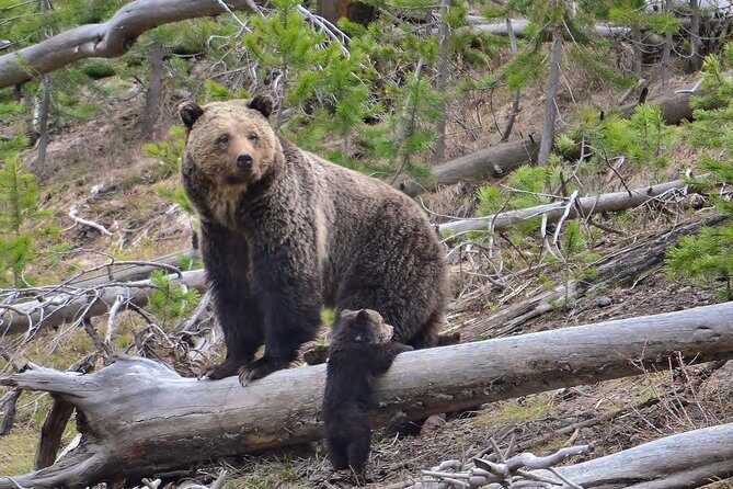 LiBEARty Brown Bear Sanctuary and The Real Dracula Tour - Whats Included and Whats Not