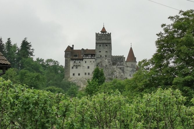 Libearty Brown Bears Sanctuary & Fun with ATV or Buggy Quad Tour - Key Points