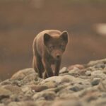 Lightweighted walk through wild Arctic Nature - The Itinerary: What to Expect