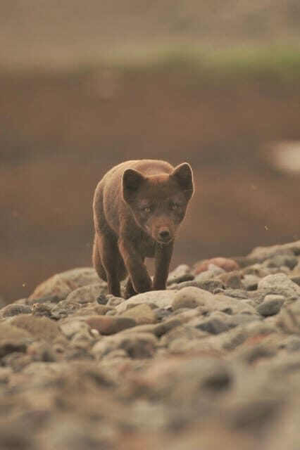 Lightweighted walk through wild Arctic Nature - The Itinerary: What to Expect
