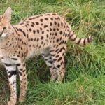 Lincolnshire: ARK Wildlife and Dinosaur Park Entry Ticket - Value for Money and Practical Tips