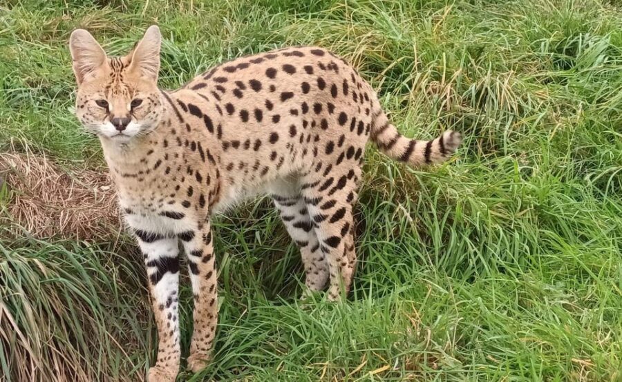 Lincolnshire: ARK Wildlife and Dinosaur Park Entry Ticket - Value for Money and Practical Tips