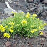 Linguaglossa: North Etna Guided Forest Walking Tour - An In-Depth Look at the Itinerary